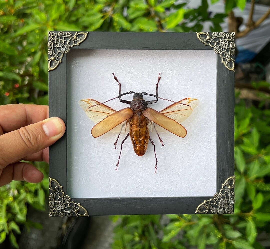 Real Framed Cerambycidae Giant Beetle Shadow Box Dried Insect Dead ...