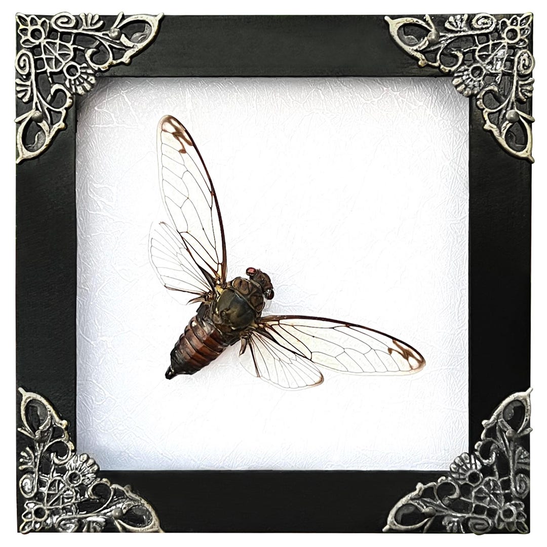 Real Cicada Taxidermy Framed Insect Handmade Shadow Box Bug Display ...