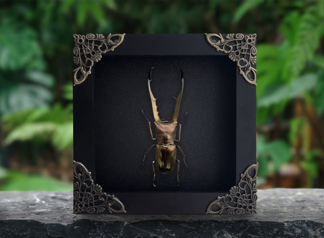 Real Metallic Stag Beetle Framed Taxadermy Shadow Box Insect Frame ...