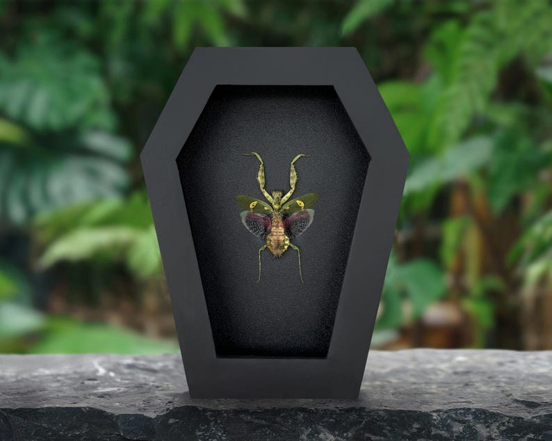 Coffin Insect Specimen Frame Black Mantis Creobroter Shadow Box ...