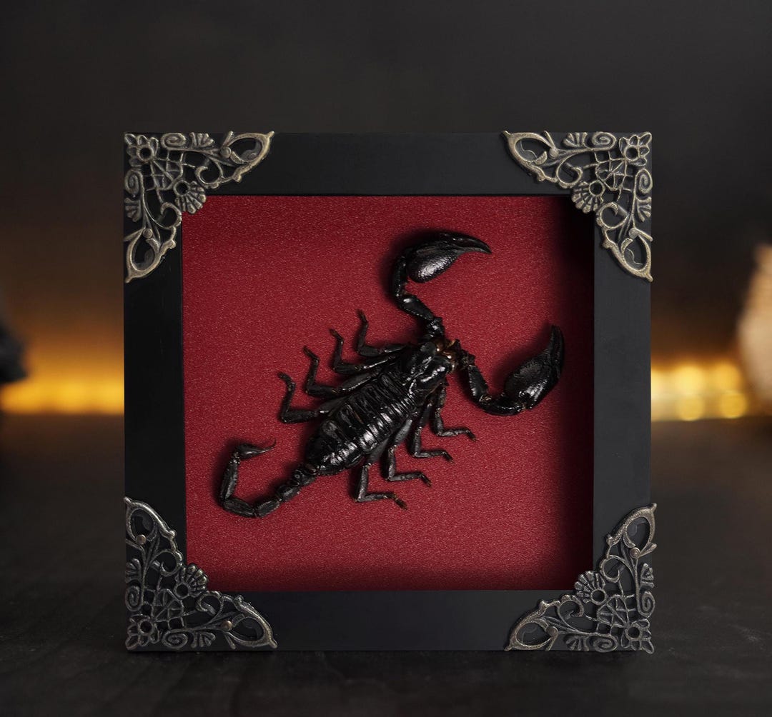 Scorpion Frame Taxedermy Black Wall Decor Gothic Artwork, Preserve ...