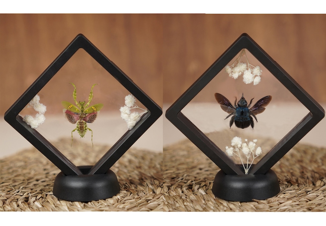 Flower Artwork Botanical Frame - Pack 2 Framed Bug Insect Reading Room ...