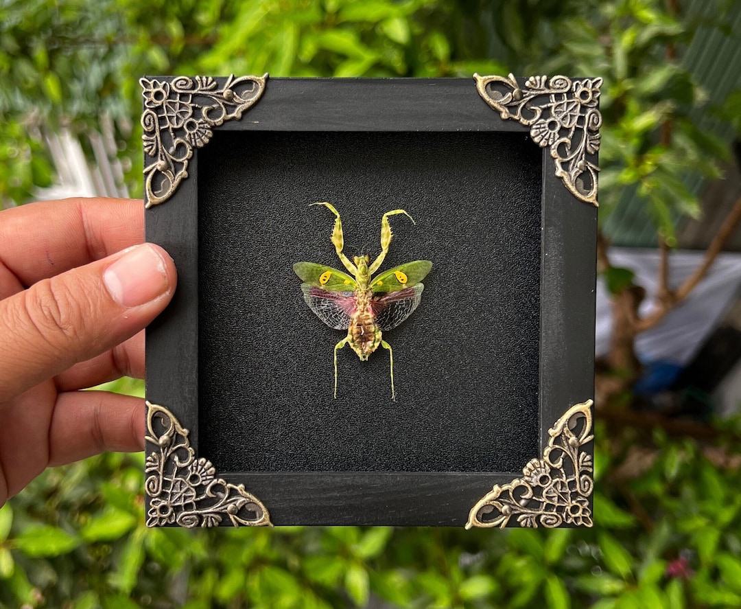 Real Framed Mantis Frame Beetle Dried Insect Dead Bug Taxidermy Taxadermy Black Wall Art Oddity ...