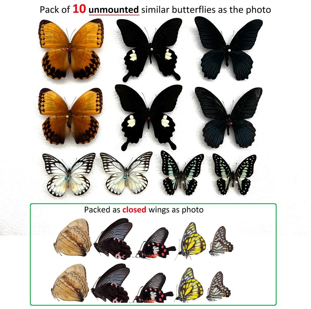 10 Real Butterflies Unmounted Insect Dried Butterfly Preserved - Etsy