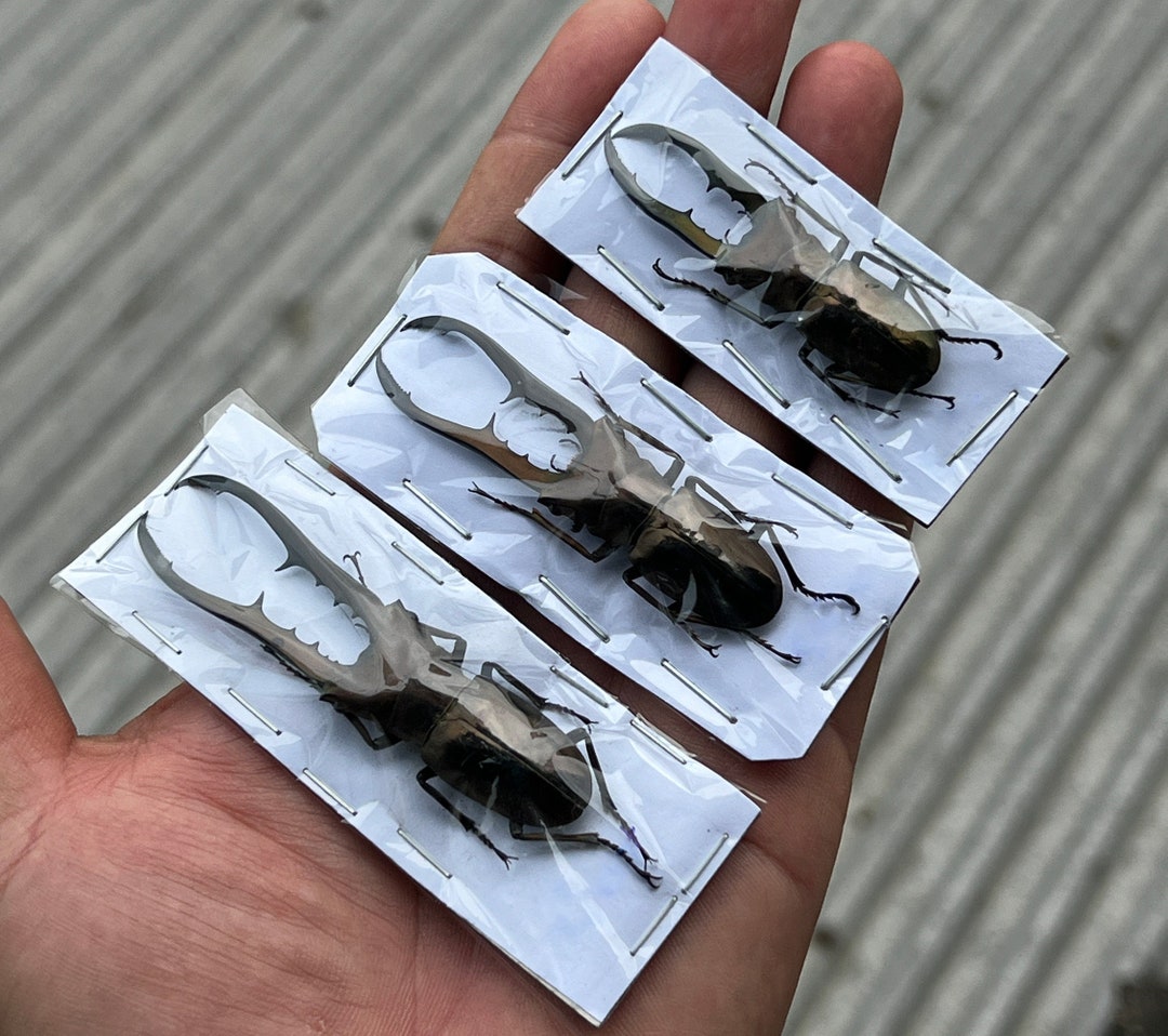 Real Stag Beetles Cyclomattus Metallifer Finae Bugs Taxadermy Pinned ...