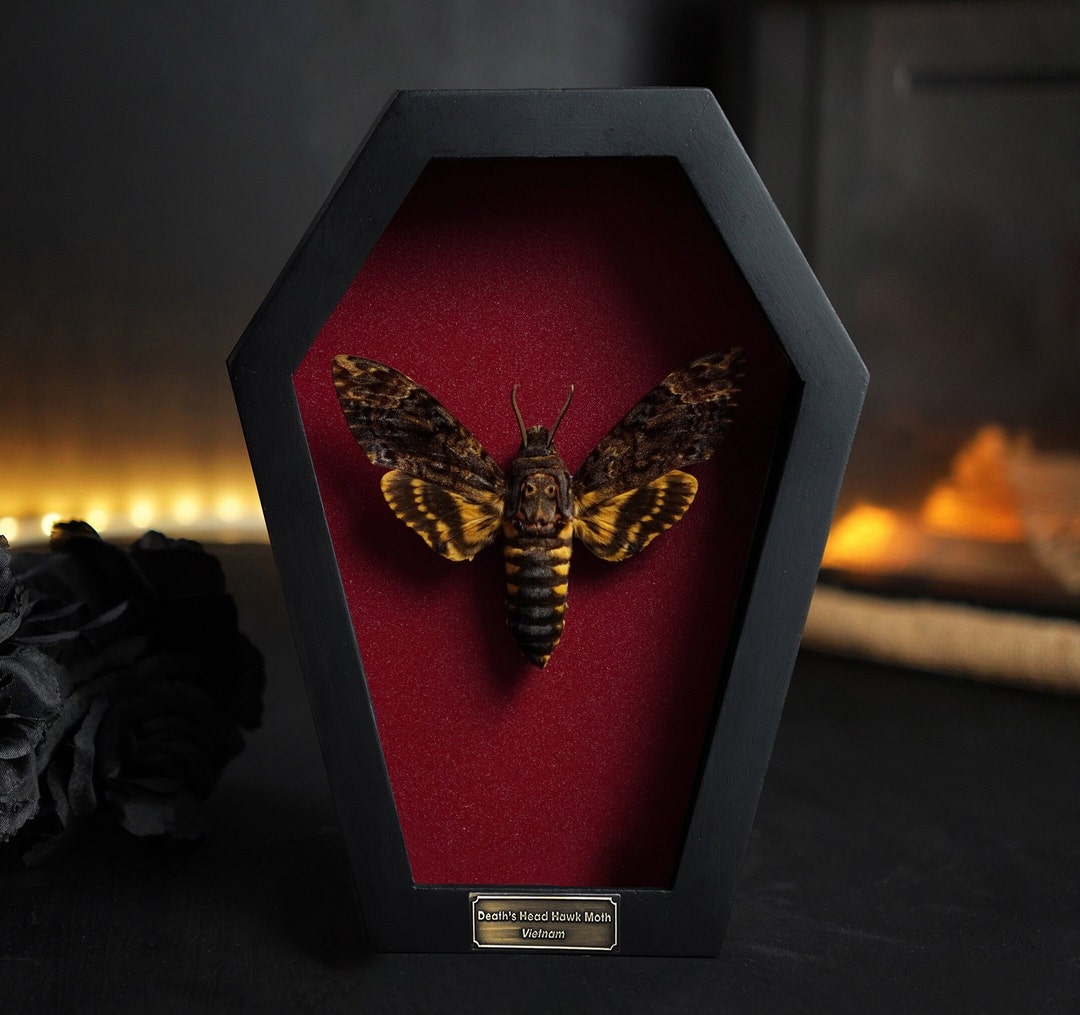 Real Death Head Moth Acherontia Coffin Frame, Black Gothic Hanging Decor, Skull Moth Oddities ...