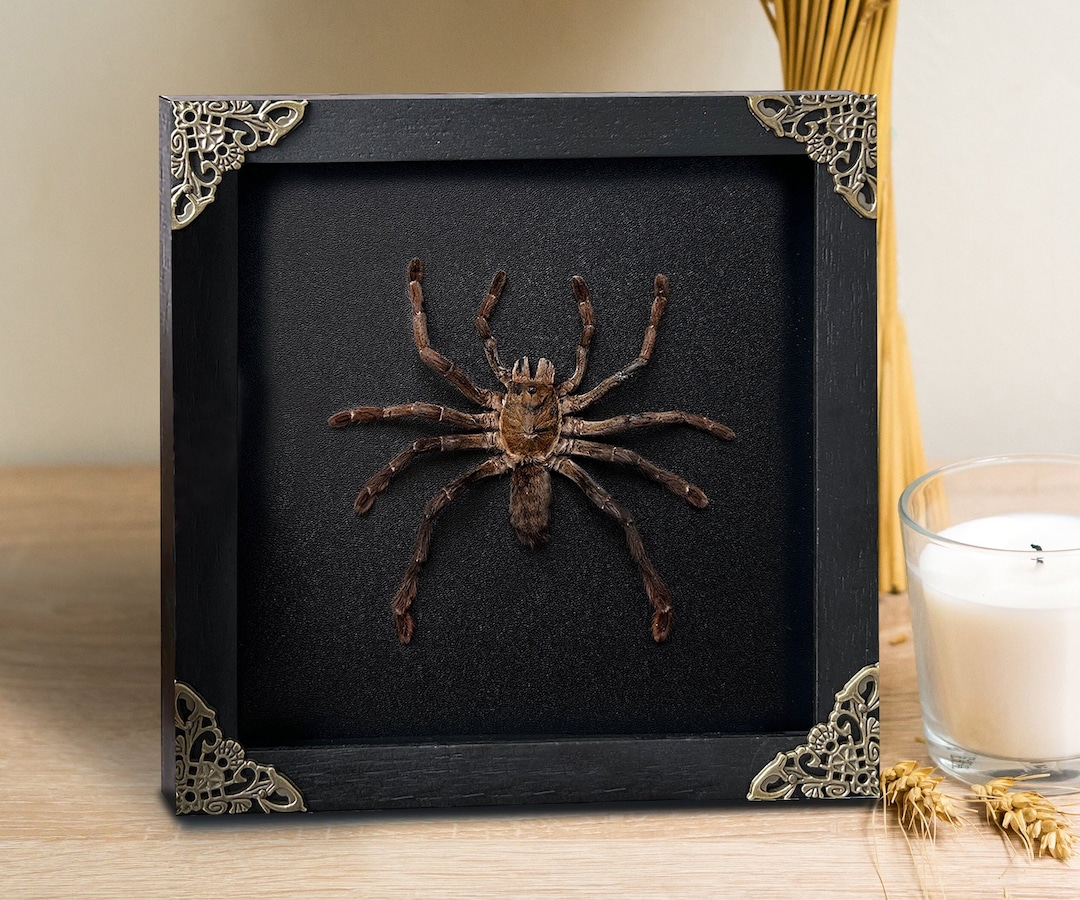 Real Framed Spider Tarantula Bird Eating Insect Shadow Box Taxidermy ...