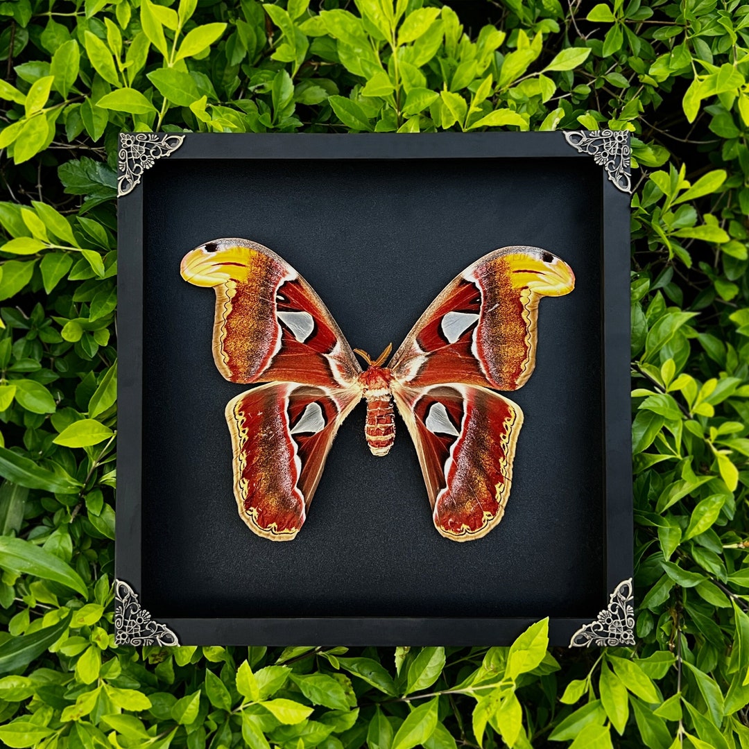 Real Framed Giant Atlas Moth Shadow Box Dried Butterfly Insect ...