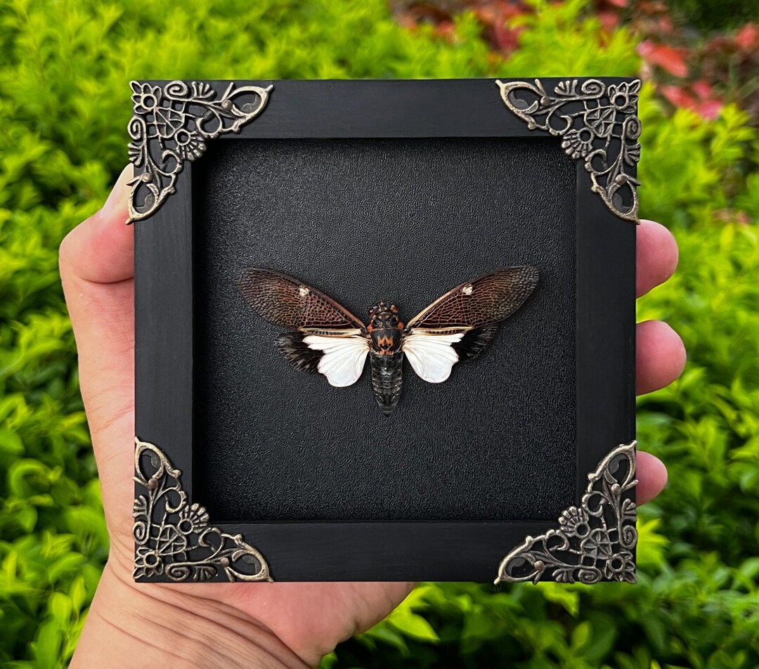Real Framed Cicada Shadow Box Bug Insect Frame Taxidermy Taxadermy Wall ...