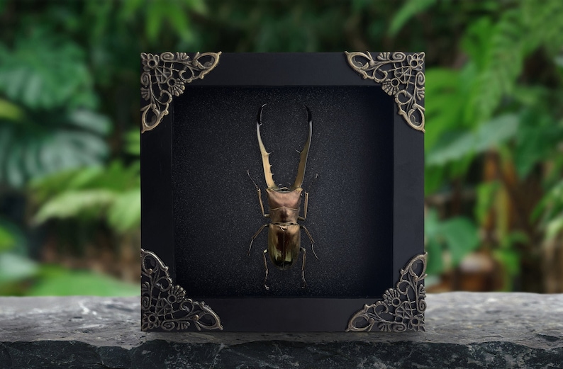 Real Metallic Stag Beetle Framed Taxadermy Shadow Box Insect Frame ...