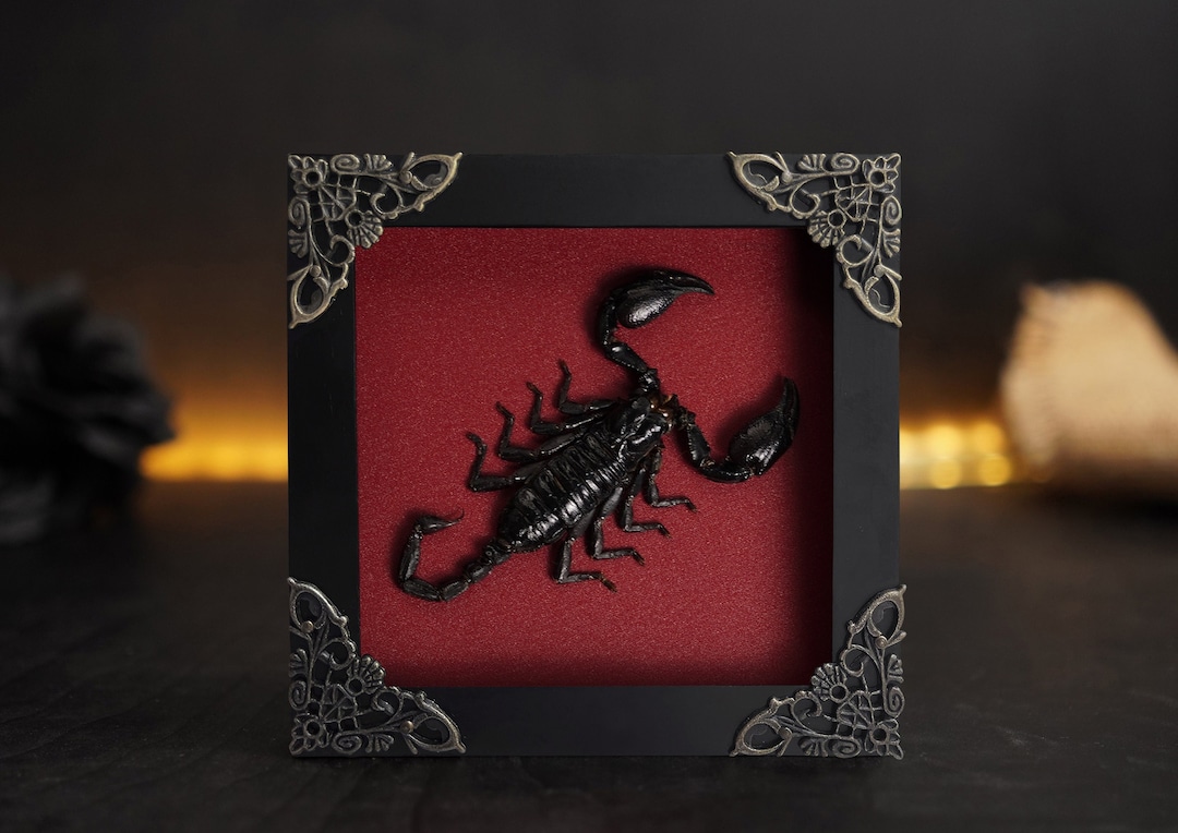Scorpion Frame Taxedermy Black Wall Decor Gothic Artwork, Preserve ...
