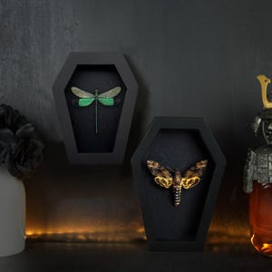 Real Metallic Stag Beetle Coffin Frame, Insect Dragonfly Damselfly ...