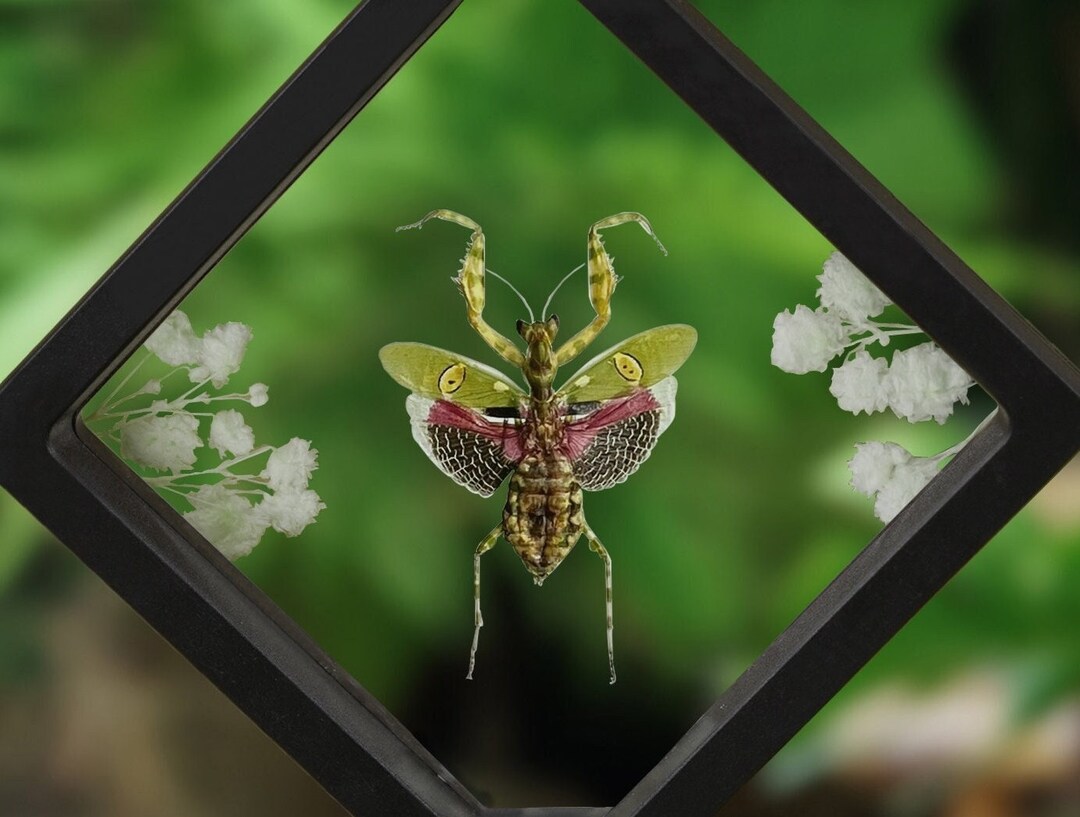 Jeweled Creobroter Mantis Taxidermy Framed- Jeweled Flower Mantis Frame ...