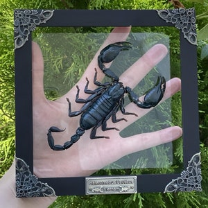 Scorpion in Shadow Box , Scorpion Dome Display Preserved Insect Frame ...