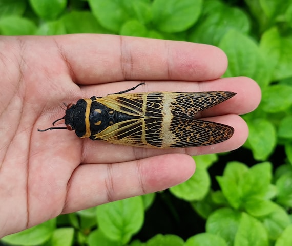 Cicadas Size