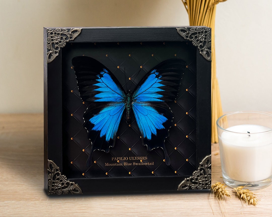 Real Framed Butterfly Shadow Box Dried Insect Frame Dead Taxidermy Taxadermy Wall Hanging Art ...