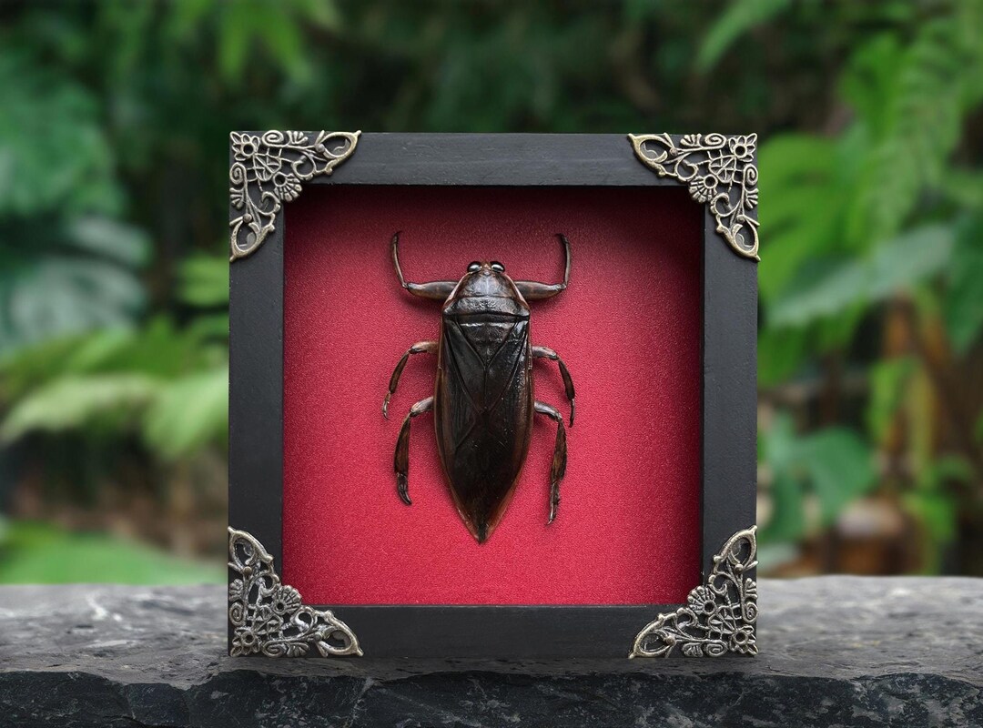 Giant Water Bug Shadow Box Dried Taxidermy Display Insect Bug Taxadermy ...