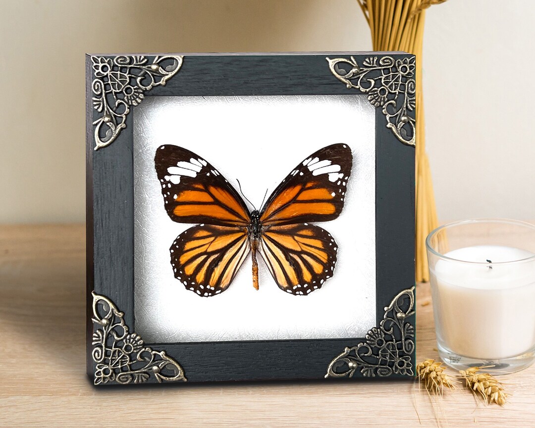 Real Framed Butterfly Handmade Shadow Box Insect Frame - Etsy