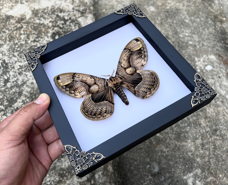 Real Framed Butterfly Shadow Box Insect Frame Dried Taxidermy - Etsy