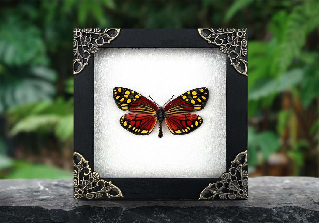 Real Framed Butterfly Insect Shadow Box Frame Moth Bug Taxidermy ...
