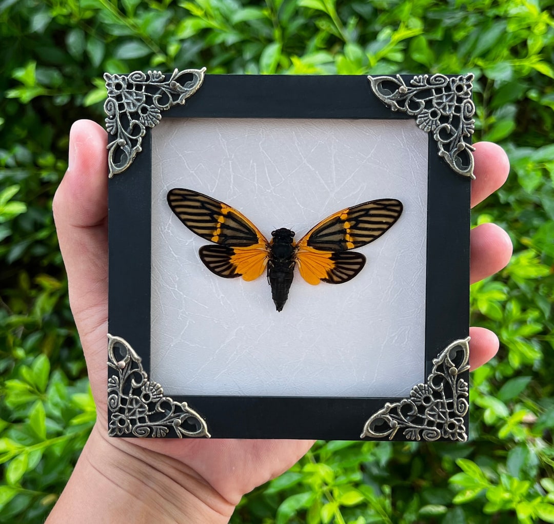 Cicada Shadow Box Black Gothic Table Top Decor Insect Display Case ...