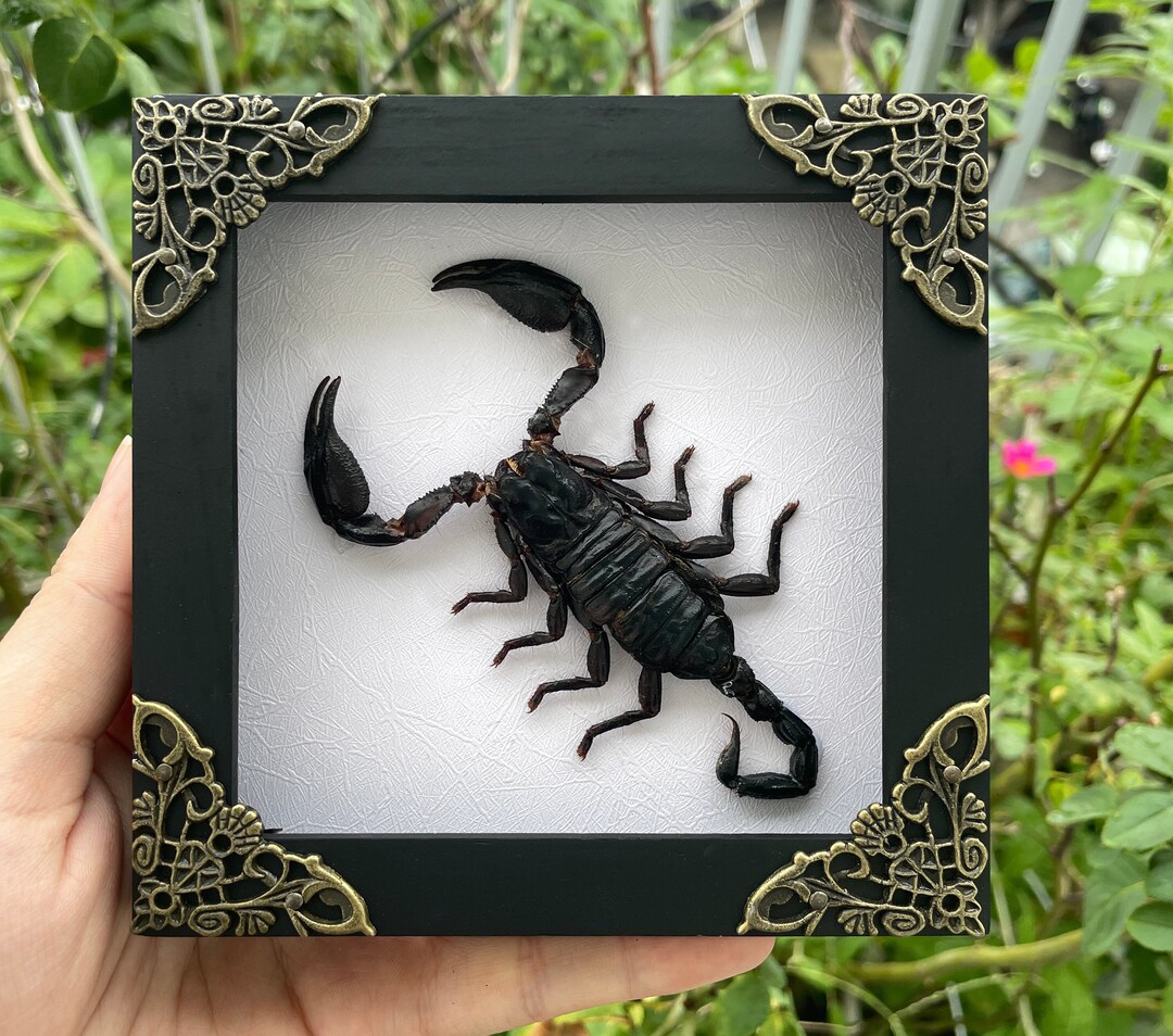 Scorpion Frame Taxedermy Black Wall Decor Gothic Artwork, Preserve ...