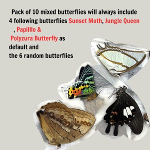15 Real Assorted Beetles Bees Cicada Scorpion Butterfly - Preserved ...