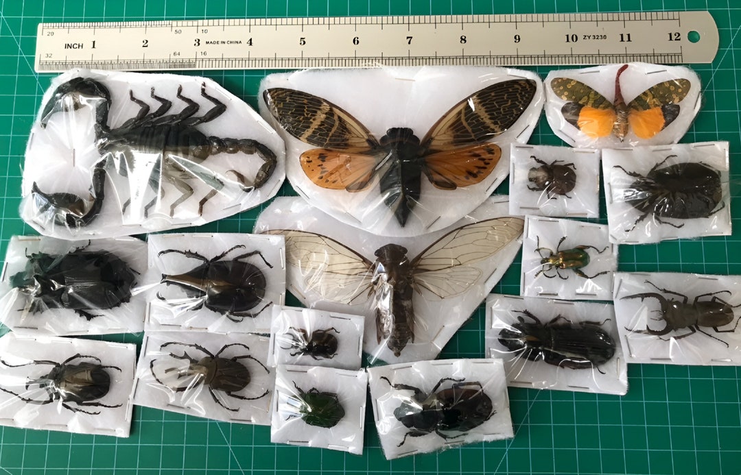 15 Real Assorted Beetles Bees Cicada Scorpion Butterfly - Preserved ...