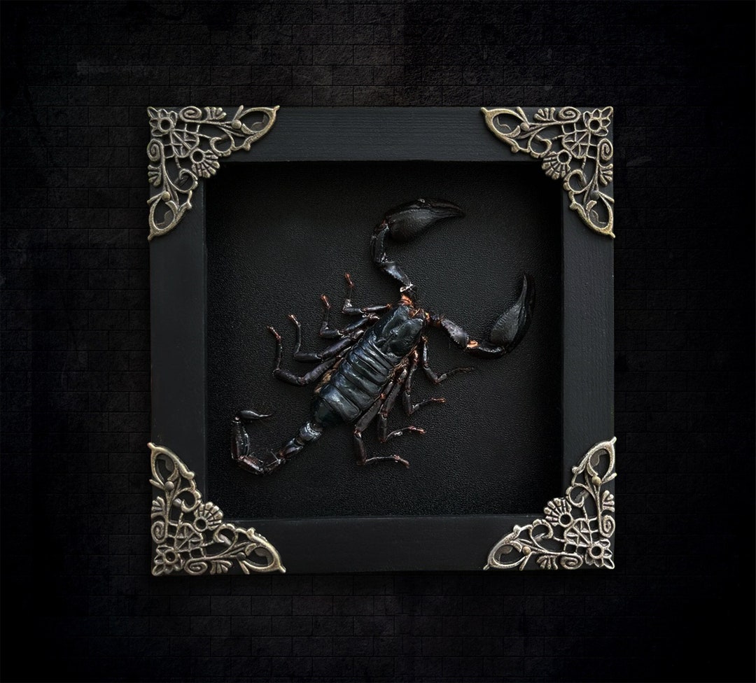 Witchy Aesthetic Decor Display, Framed Scorpion Insect, Gothic Goth ...