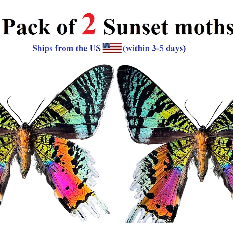 Moth Specimens Pack - Etsy