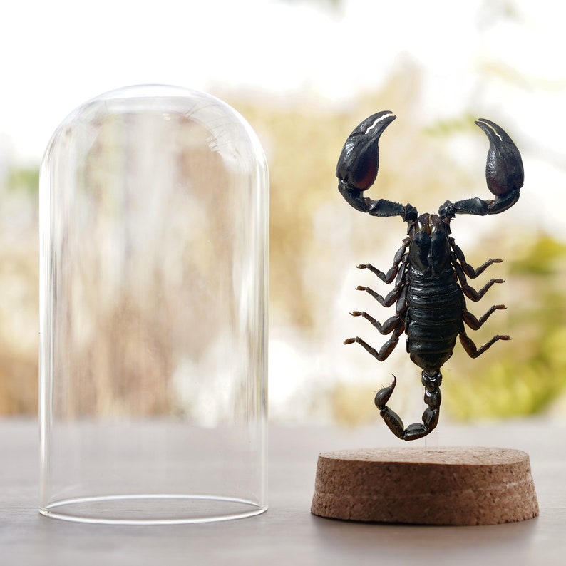 Real Giant Scorpion Insect Dome Bug Taxidermy Bell Jar Display Dried ...