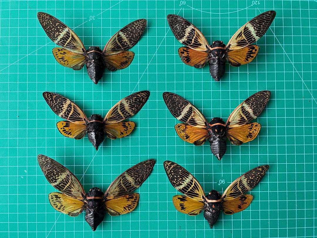 6 Real Cicada Beetle Real Beetle Insect Bug Entomology Cicadas ...