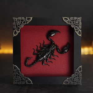 Scorpion Frame Taxedermy Black Wall Decor Gothic Artwork, Preserve ...