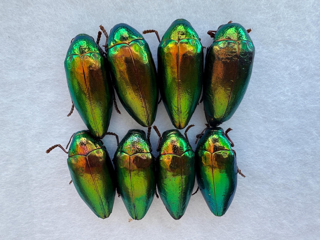 Pack 8 Green Elytra Jeweled Beetle Unmounted Taxadermy Metallic Dried ...