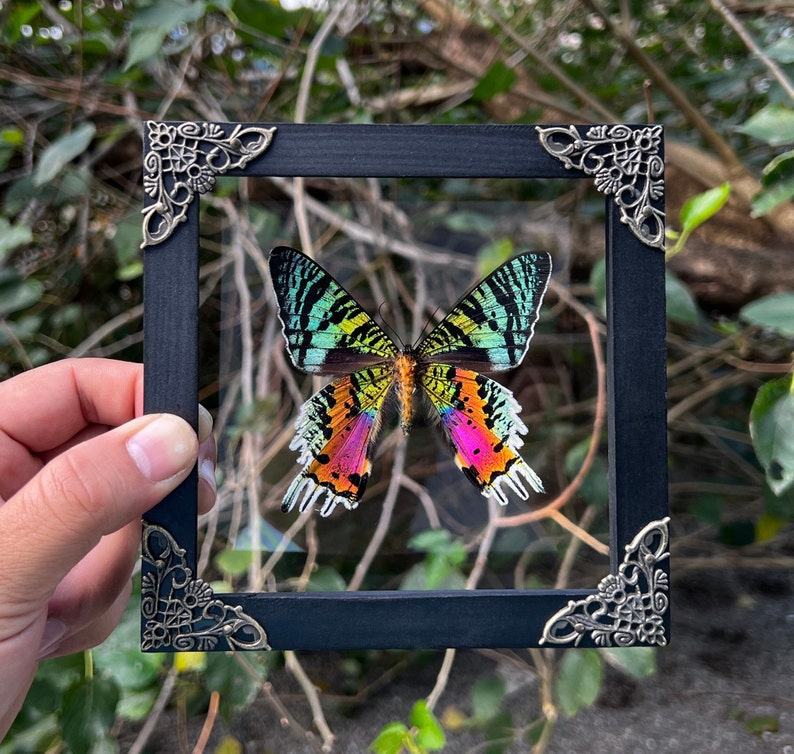 Real Framed Butterfly Sunset Moth Urania Ripheus Dried Insect - Etsy