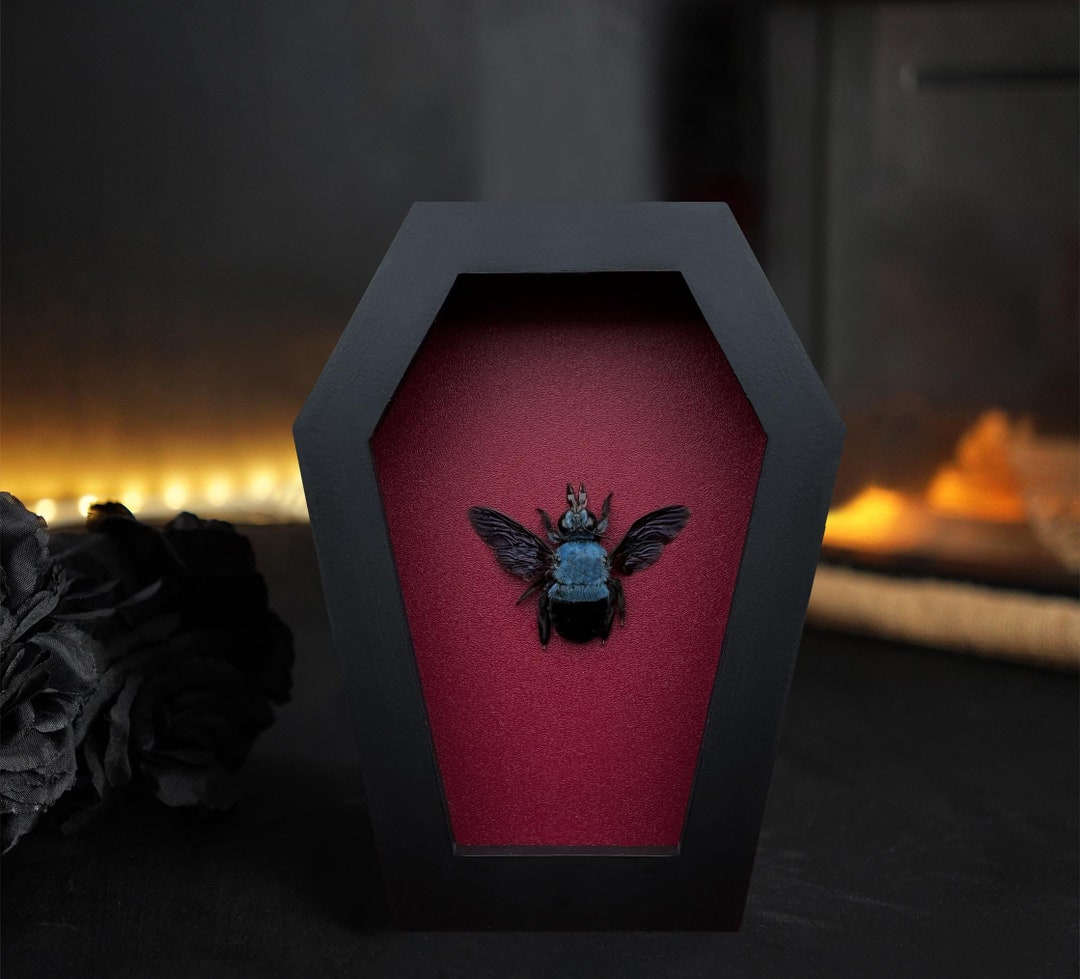 Blue Carpenter Bee Coffin Frame Shadow Box, Insect Bug Frame Taxidermy ...