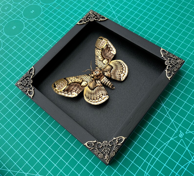 Real Framed Owl Moth Brahmaea Shadow Box Insect Frame Dried - Etsy