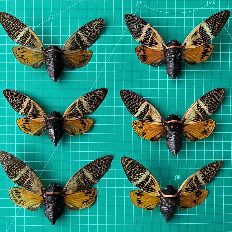 Cicada Wings - Etsy
