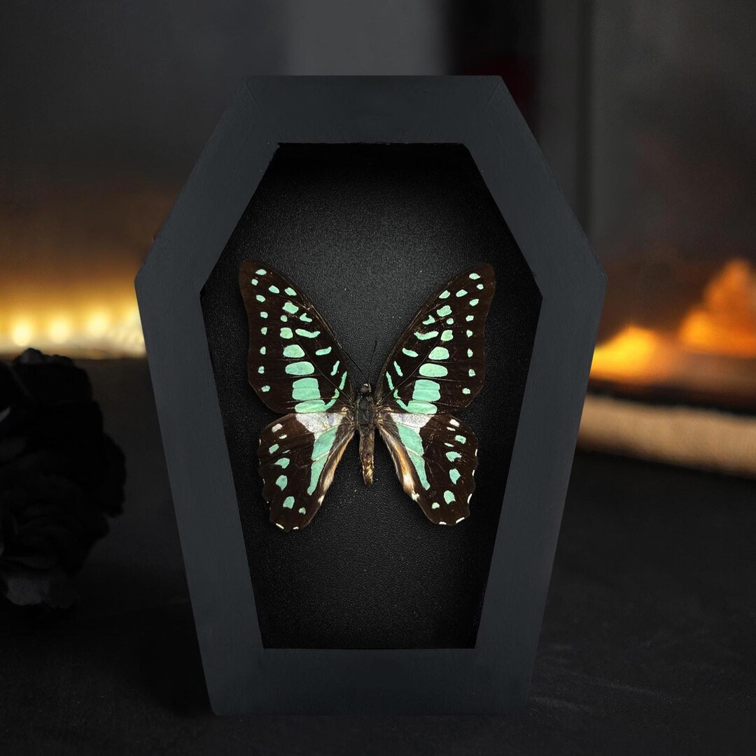Whimsigoth Home Decor Preserve Insects in Frame Real Butterfly Dried ...