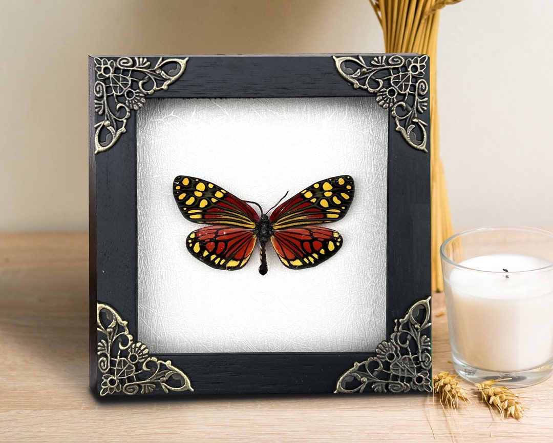Real Framed Butterfly Insect Shadow Box Frame Moth Bug Taxidermy ...