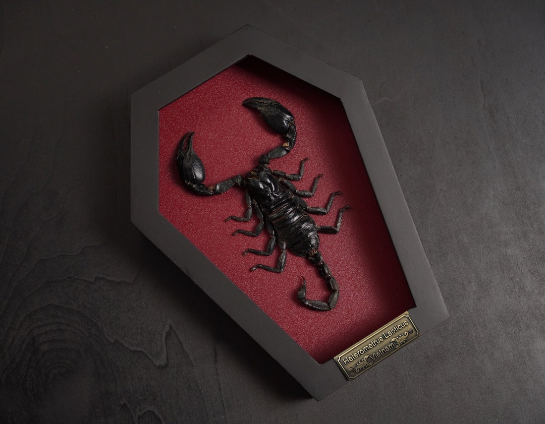 Black Gothic Hanging Decor, Giant Scorpion Coffin Shadow Box, Insect ...