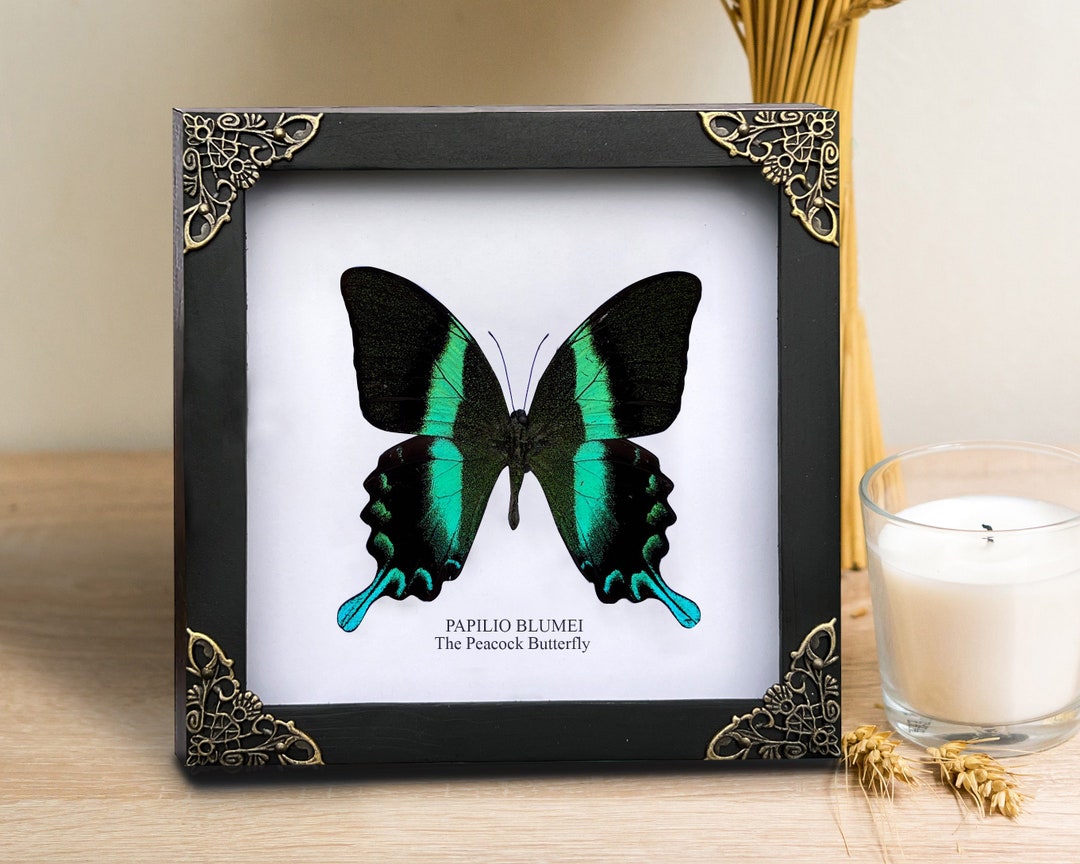 Wall Decor Butterfly Entomology Shadow Box , Spooky Gift Insect Lover ...