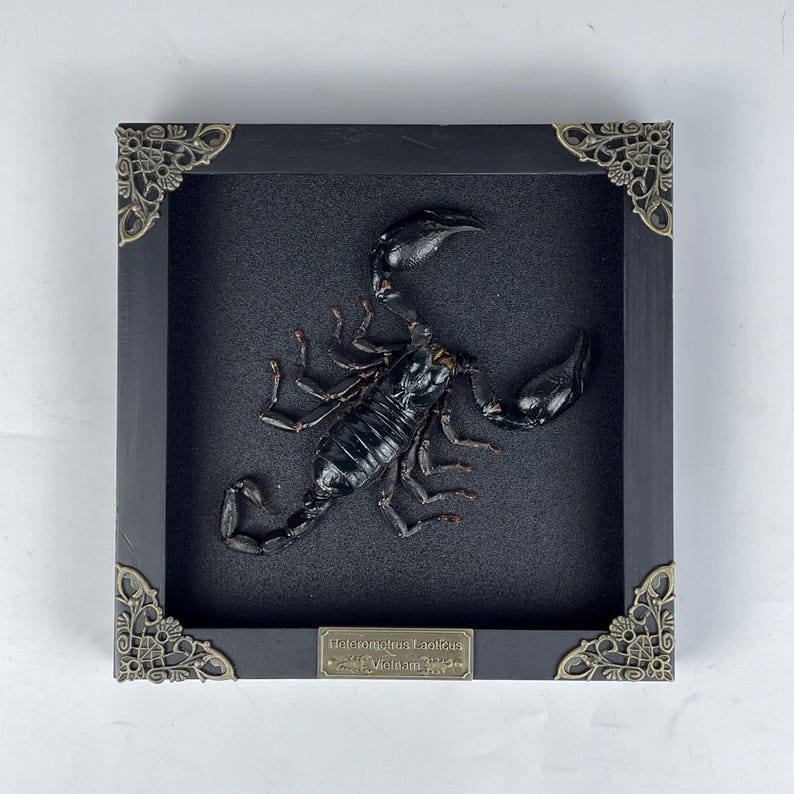 Scorpio Shadow Box Gothic Insect Art, Black Frame Oddities Collection ...