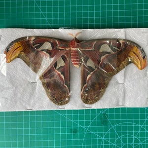 Pack 2 Real Luna Moth, Atlas Moth Taxidermy Open Wings Insect ...