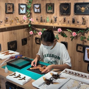 Butterfly Entomology Display, Vintage Artwork Frame Insect Beetle Bug ...