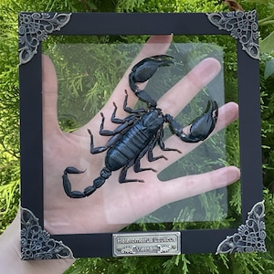 Real Framed Giant Scorpion Shadow Box Insect Frame Taxidermy Taxadermy ...