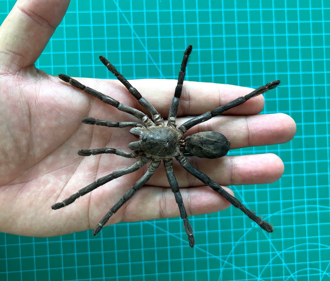 Real Tarantula Spider Beetle Taxadermy Pinned Dried Insect Specimens ...