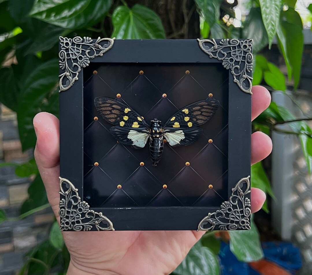 Cicada Frame Artwork Entomology Creepy Collection Framed Insect Bug ...