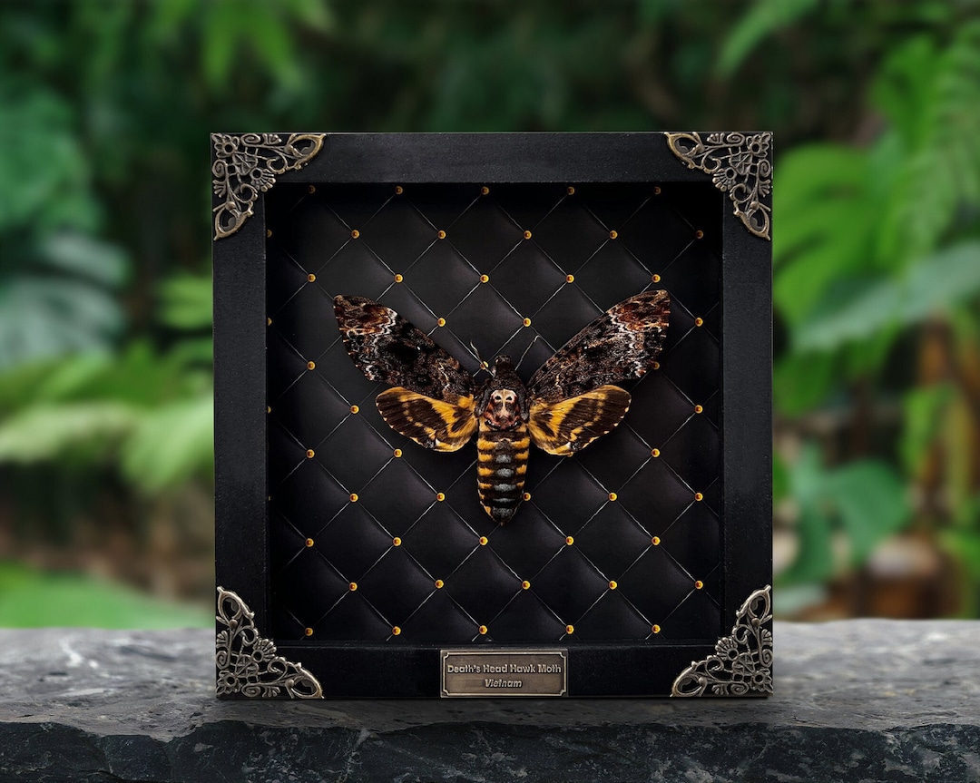 Real Framed Death Head Moth Acherontia Dried Butterfly Skull Frame Dead ...