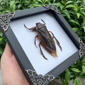 Giant Water Bug Shadow Box Dried Taxidermy Display Insect Bug Taxadermy ...